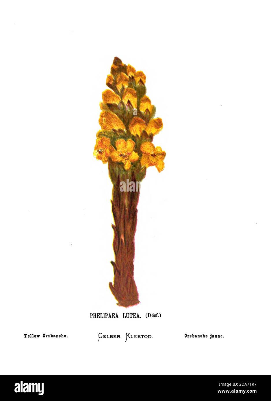 Yellow or desert broomrape (Cistanche tubulosa [Here as Phelipaea Lutea ...