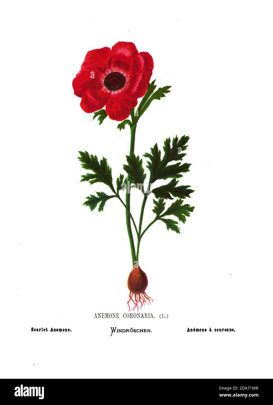 Scarlet poppy anemone, Anemone coronaria. From the book Wild flowers of ...