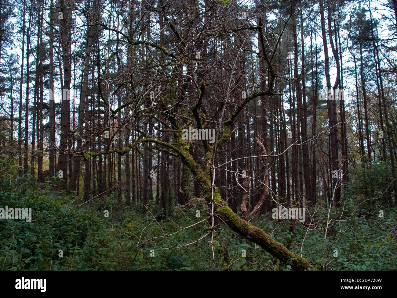 Trees uk undergrowth hi-res stock photography and images - Alamy
