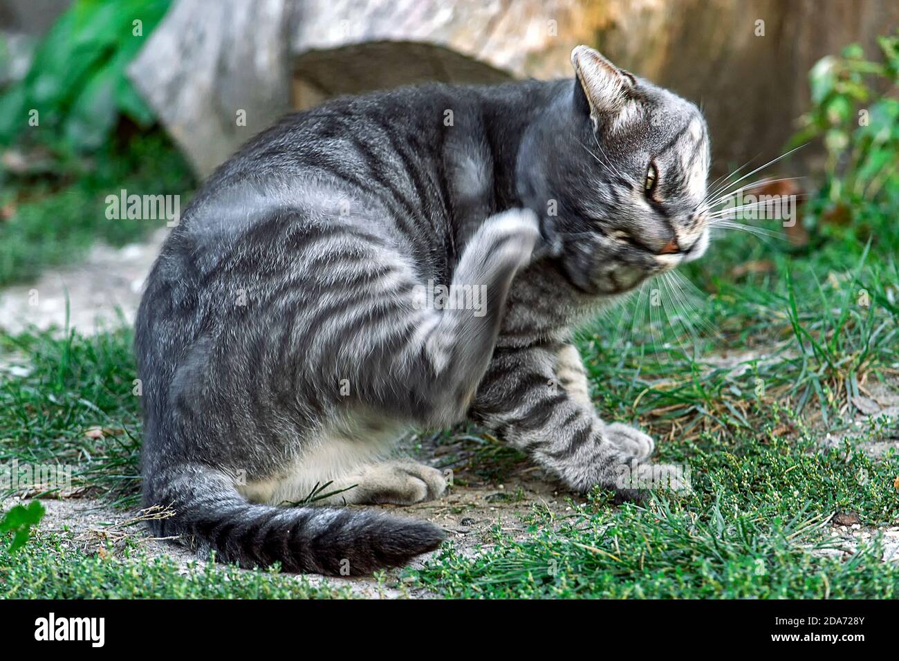 Scratch behind the ear hi-res stock photography and images - Alamy