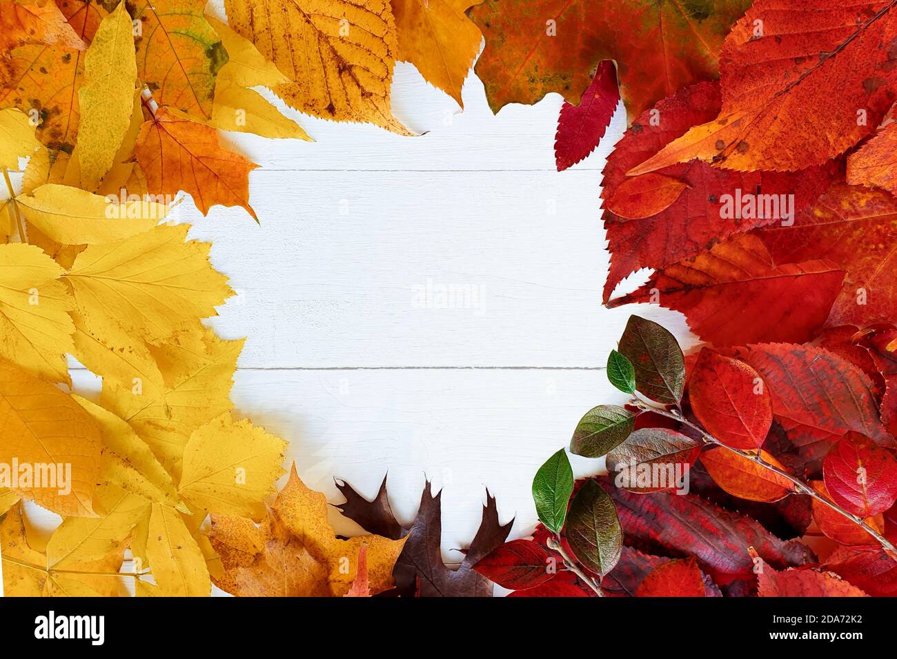 Bright autumn / fall leaves on a white wooden table. Top view, mockup ...