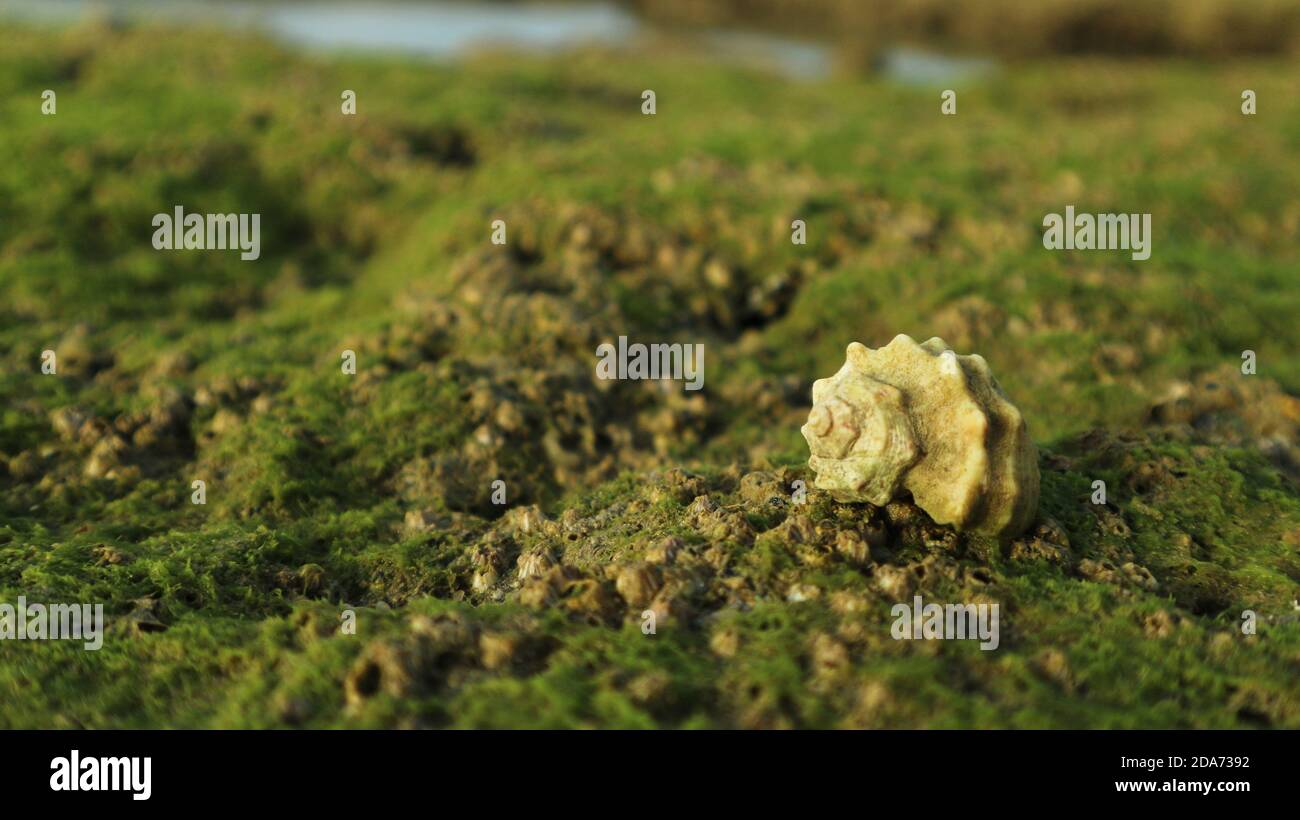 Shell on green on bed of green seaweed Stock Photo - Alamy