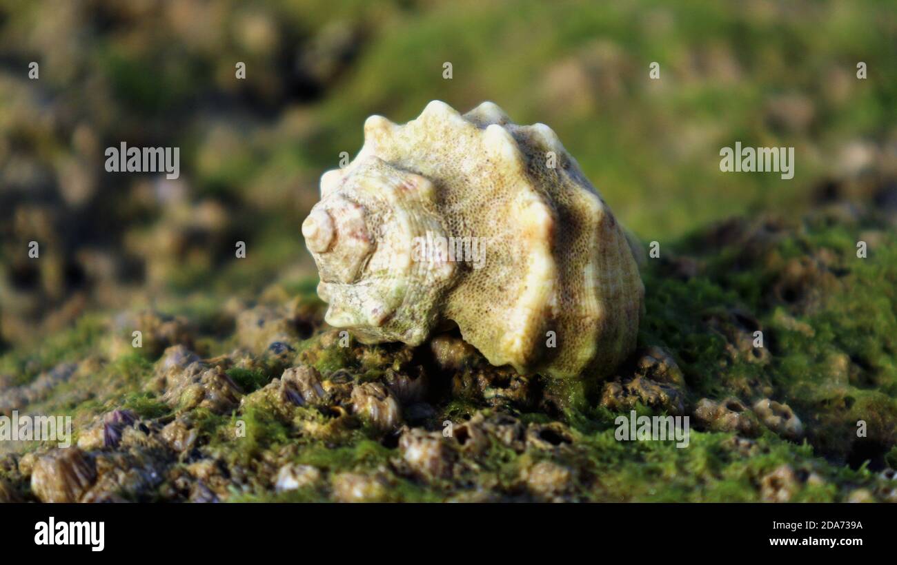 Fossil shell bed hi-res stock photography and images - Alamy