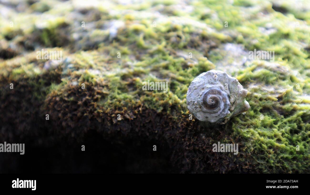 Fossil shell bed hi-res stock photography and images - Alamy