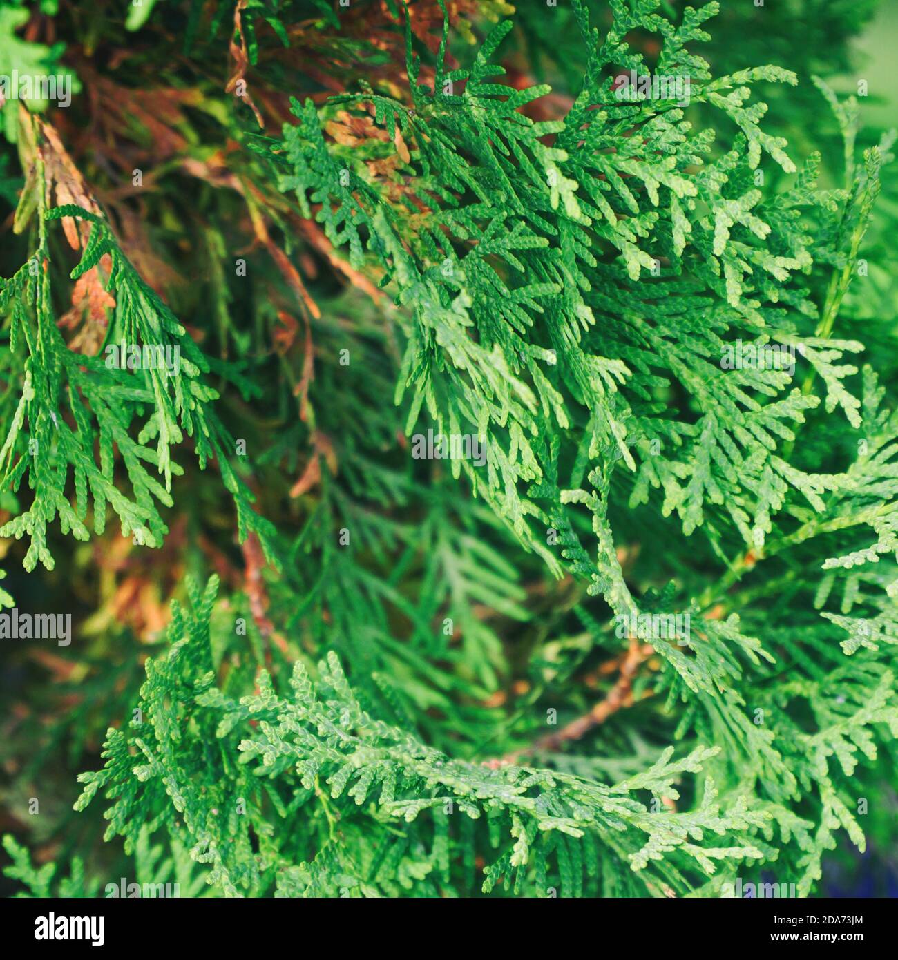 Green branches of juniper for the background Stock Photo - Alamy