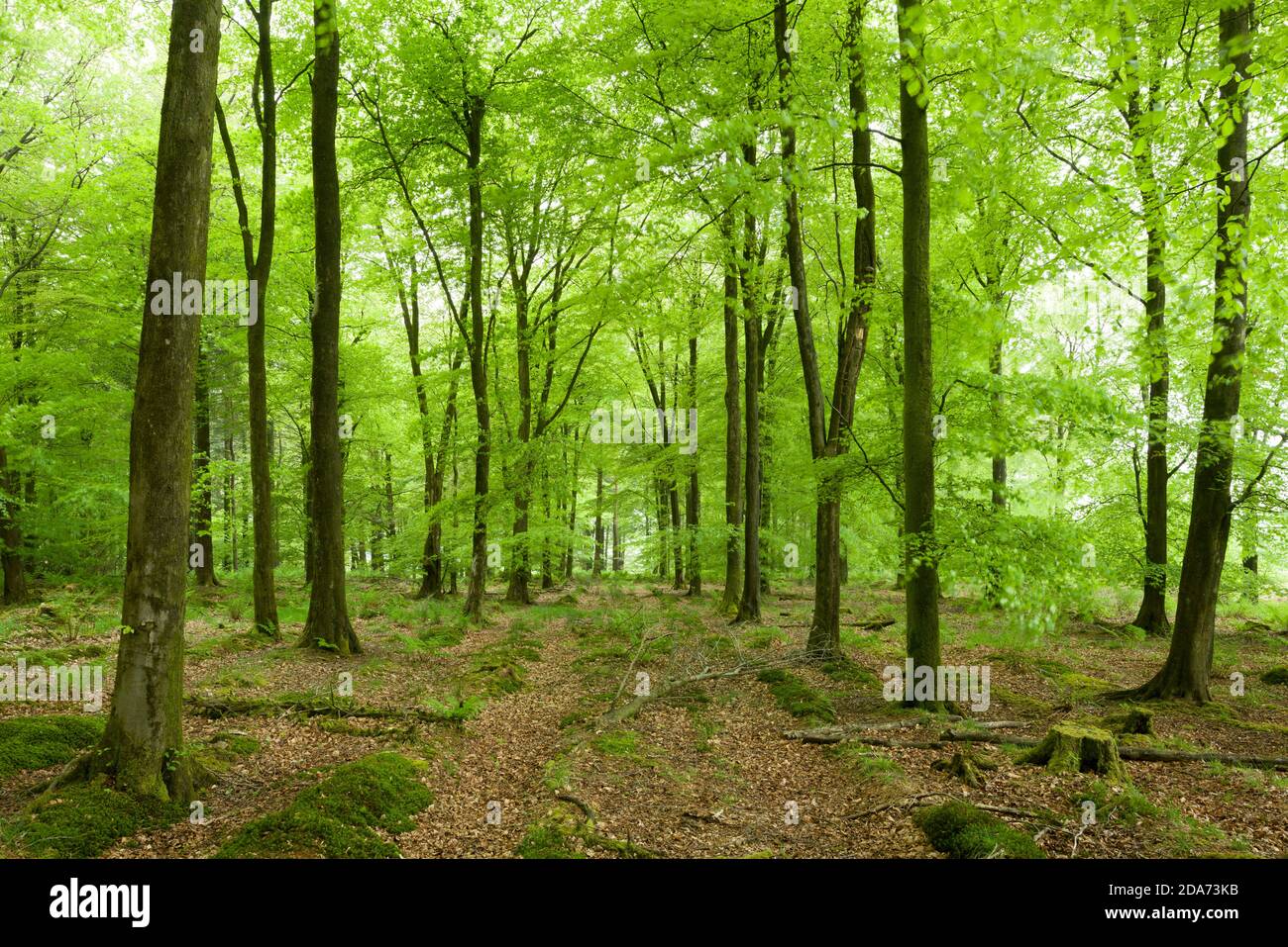 Lush green spring growth in a beech (Fagus sylvatica) woodland at ...