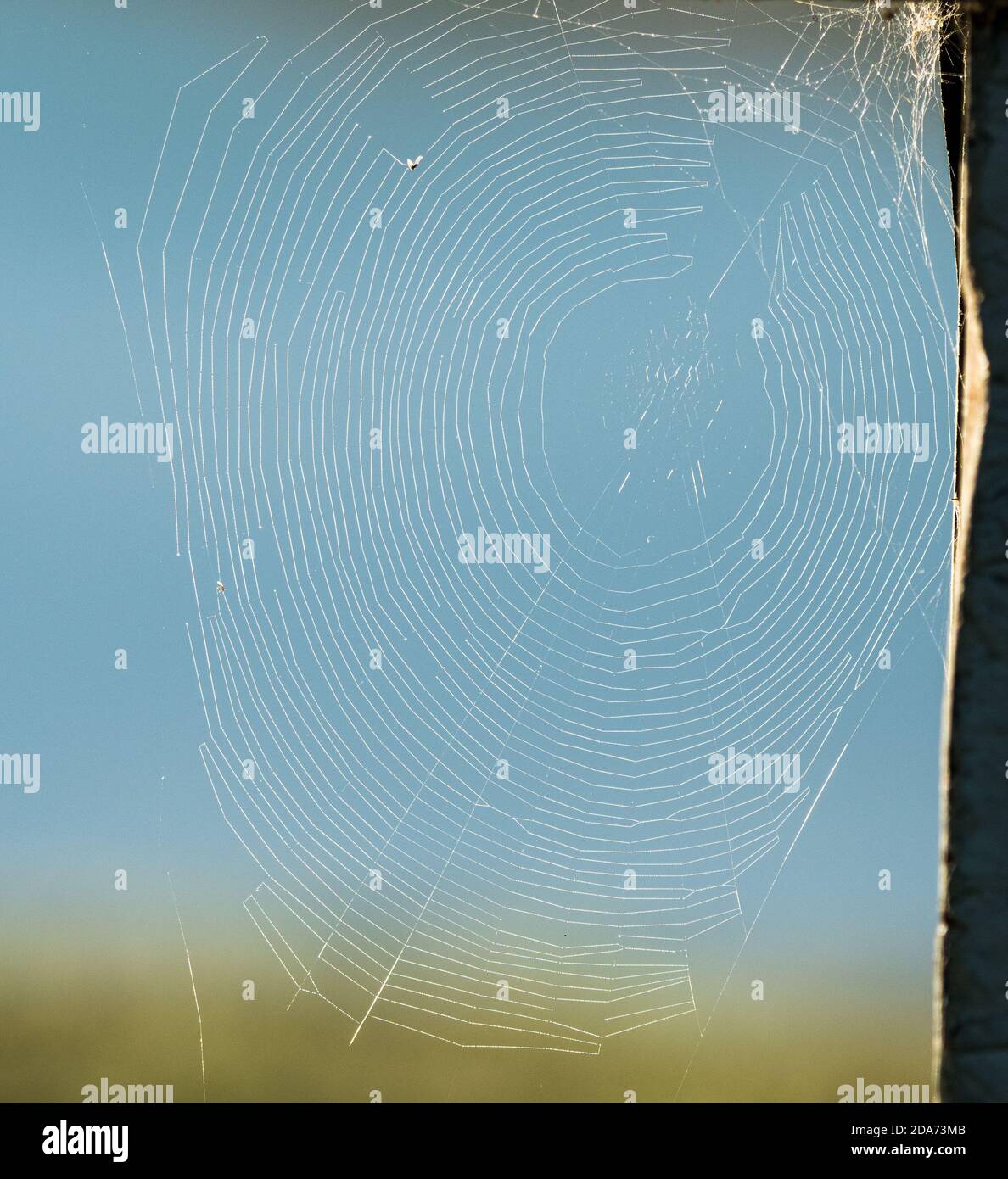 Sun spiders hi-res stock photography and images - Alamy