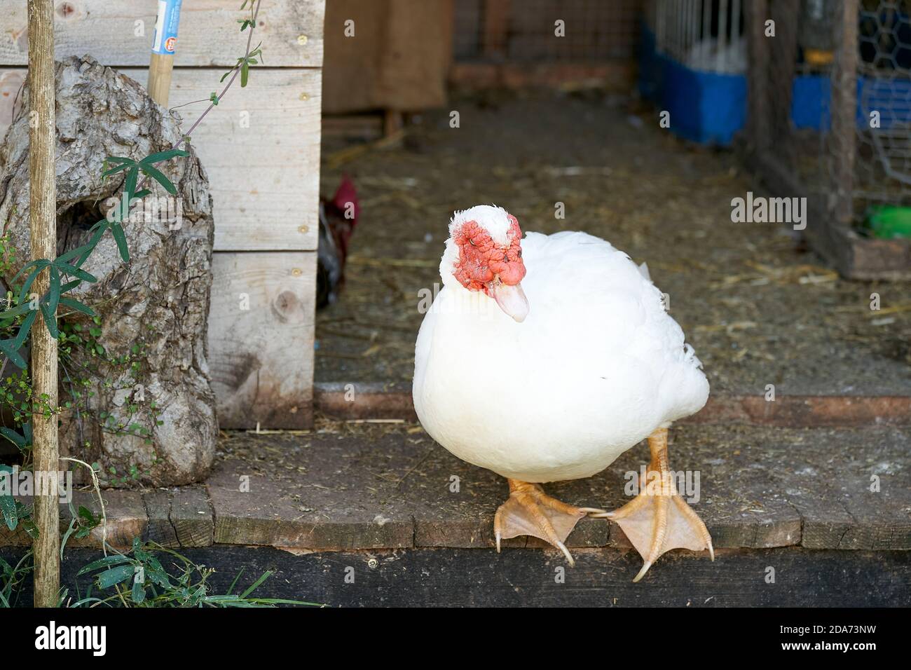 White duck portrait mouth hi-res stock photography and images - Alamy
