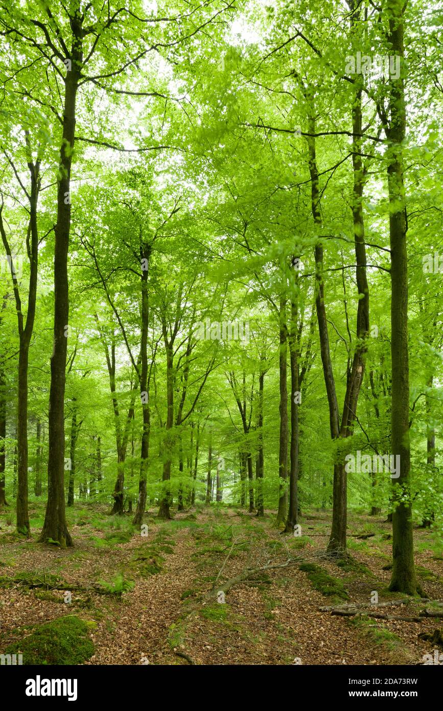 Lush green beech trees hi-res stock photography and images - Alamy