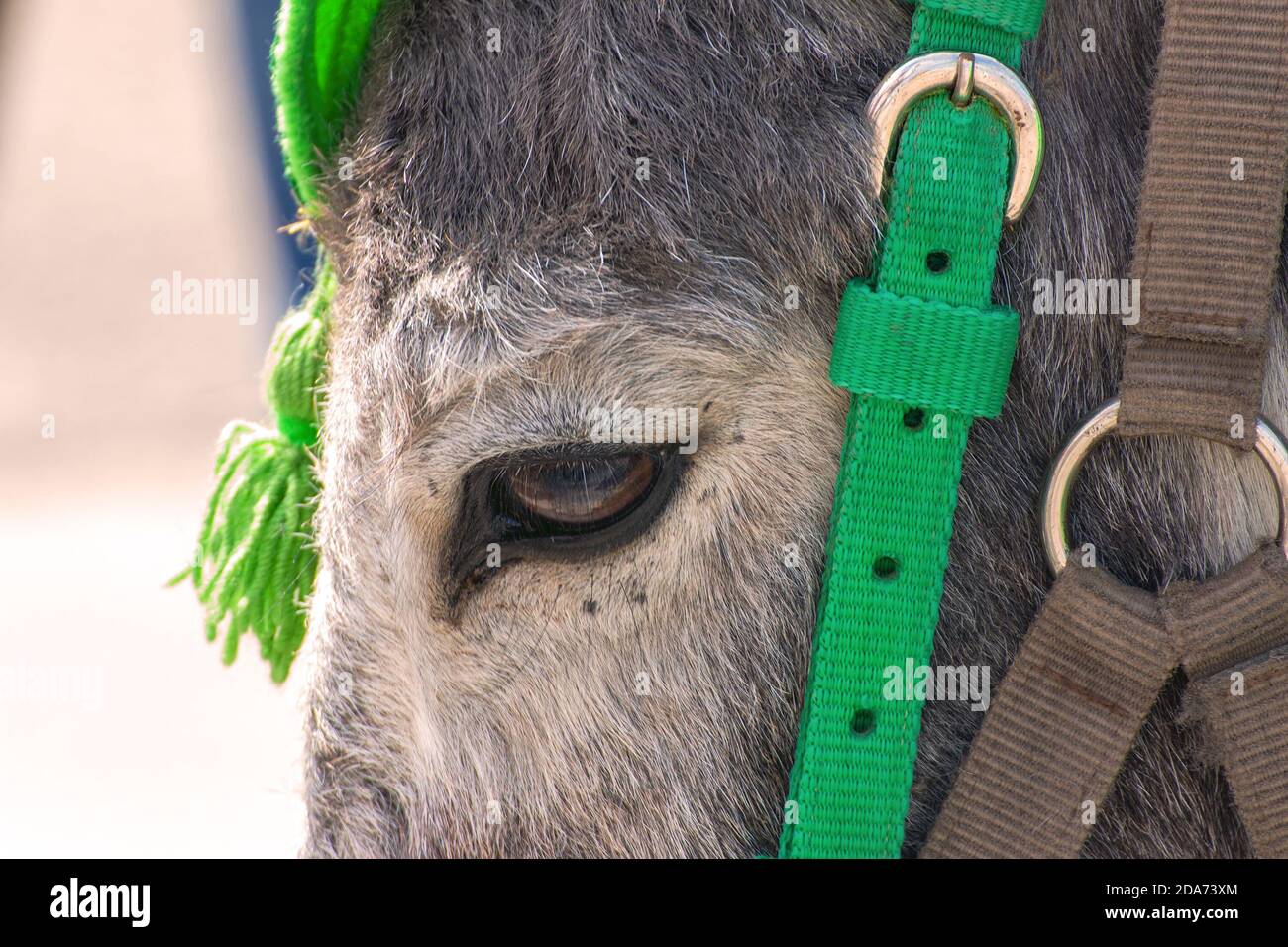 Donkey with bridle hi-res stock photography and images - Alamy