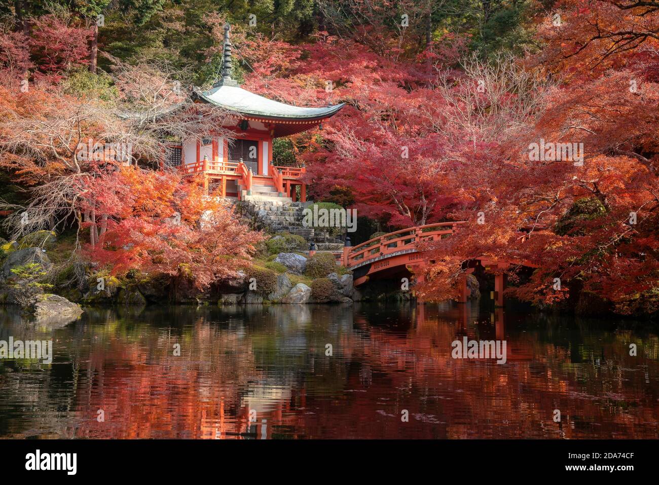 Red pagoda and red bridge with pond and color change maple trees in ...