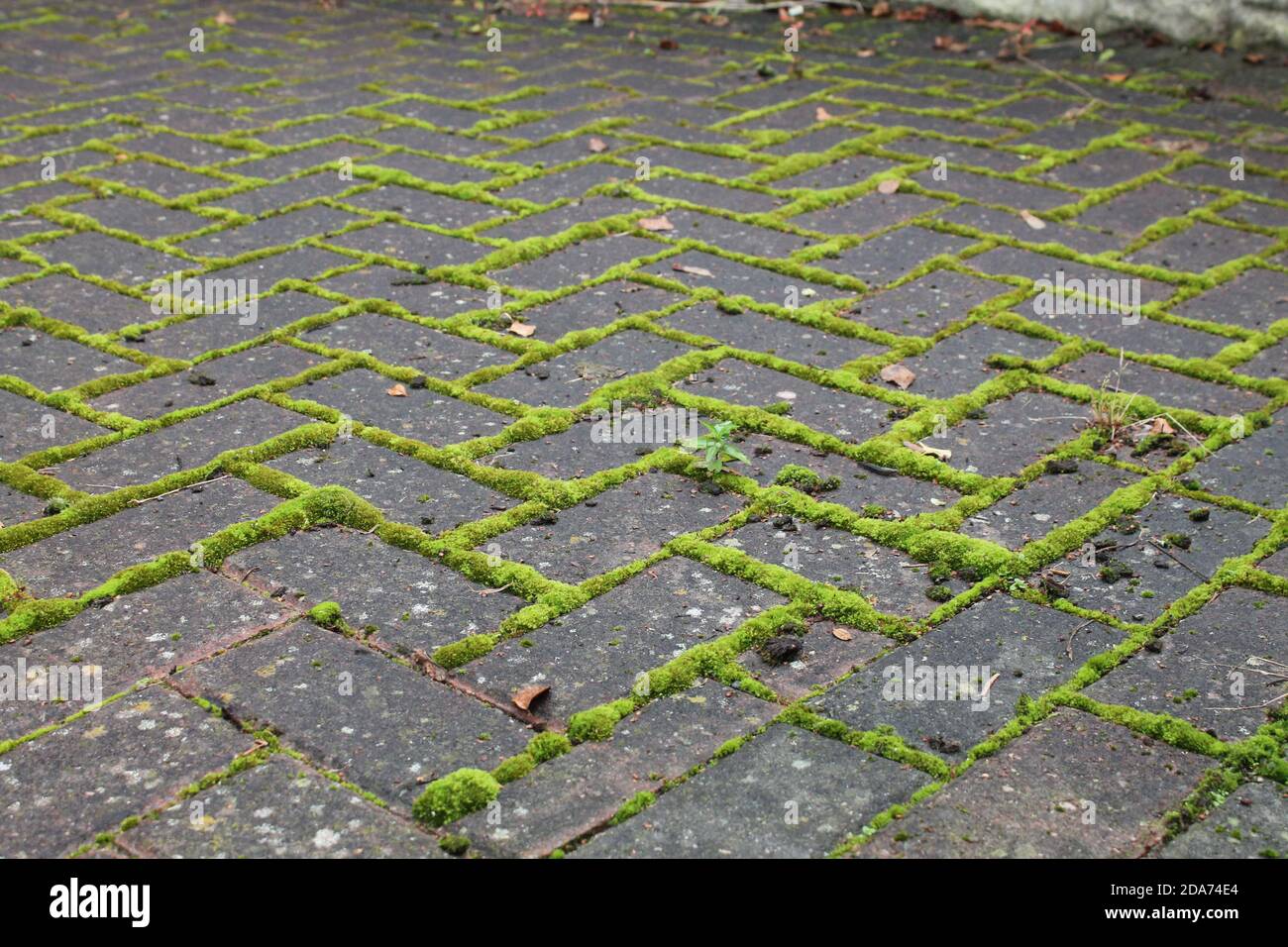 Brick covered in moss hi-res stock photography and images - Alamy