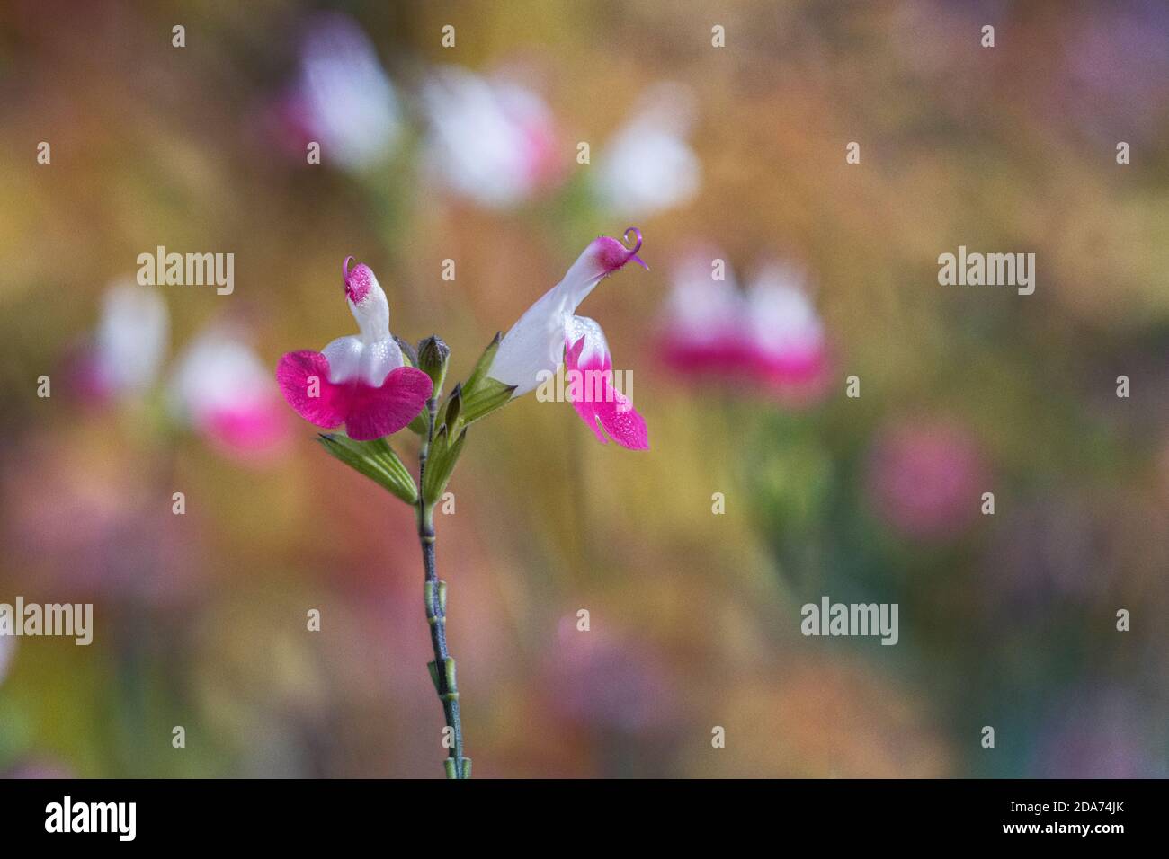 water drops on hop lips flower with burred background Stock Photo - Alamy
