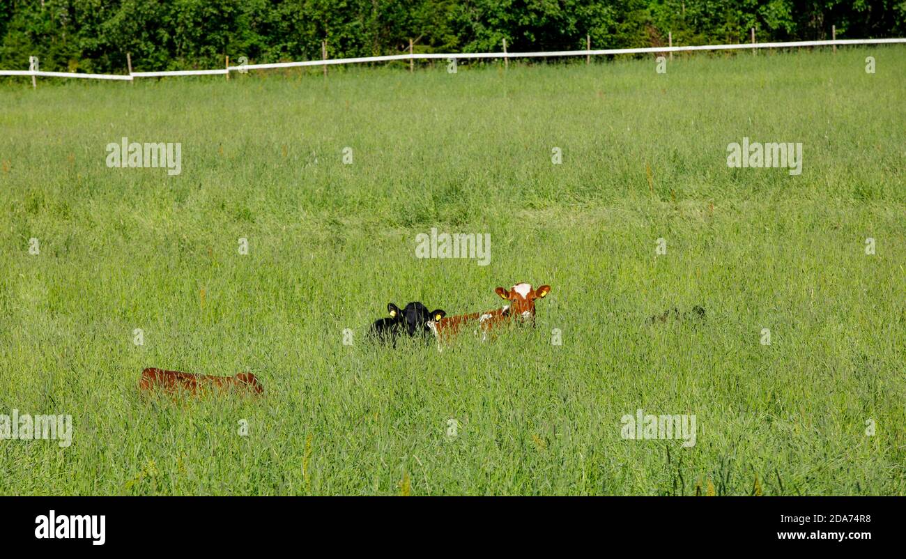 Free ranging cows hi-res stock photography and images - Alamy