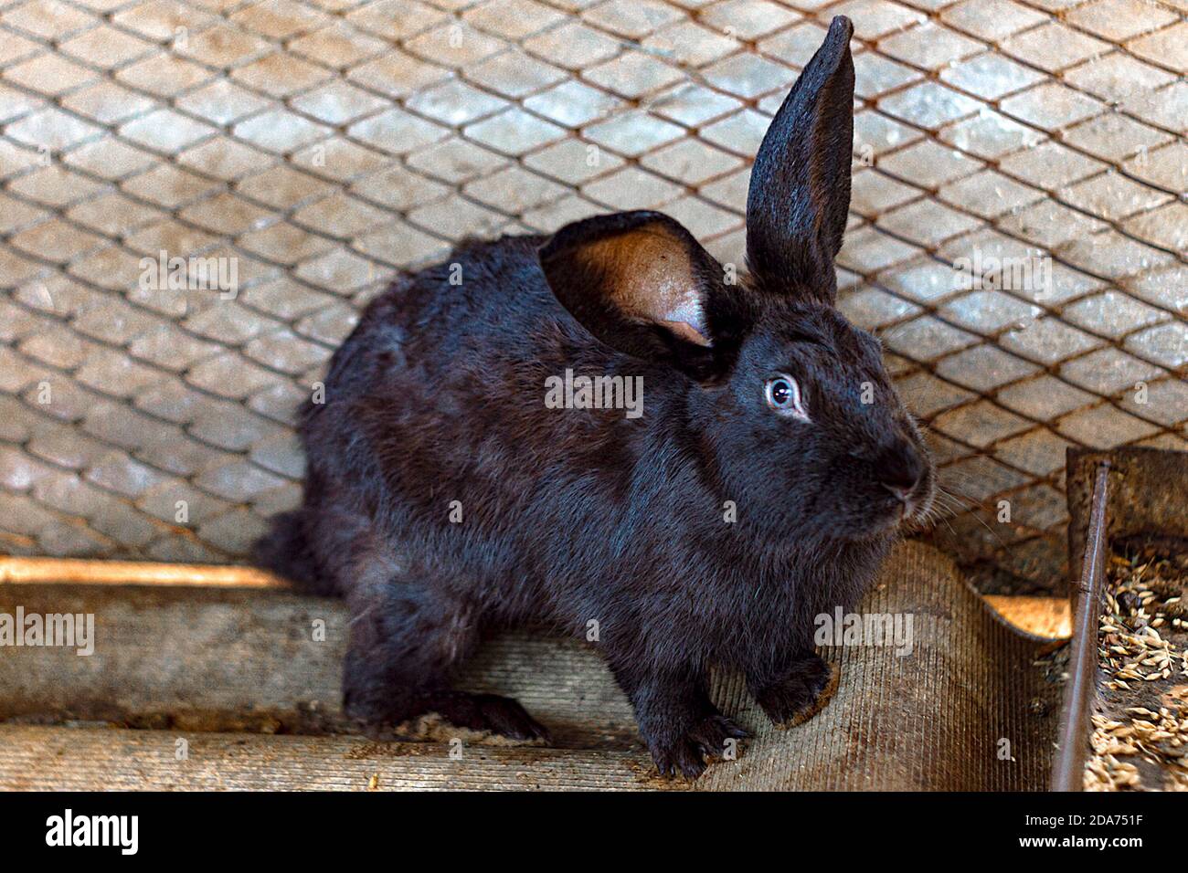 A cute little black rabbit with beautiful eyes Stock Photo - Alamy