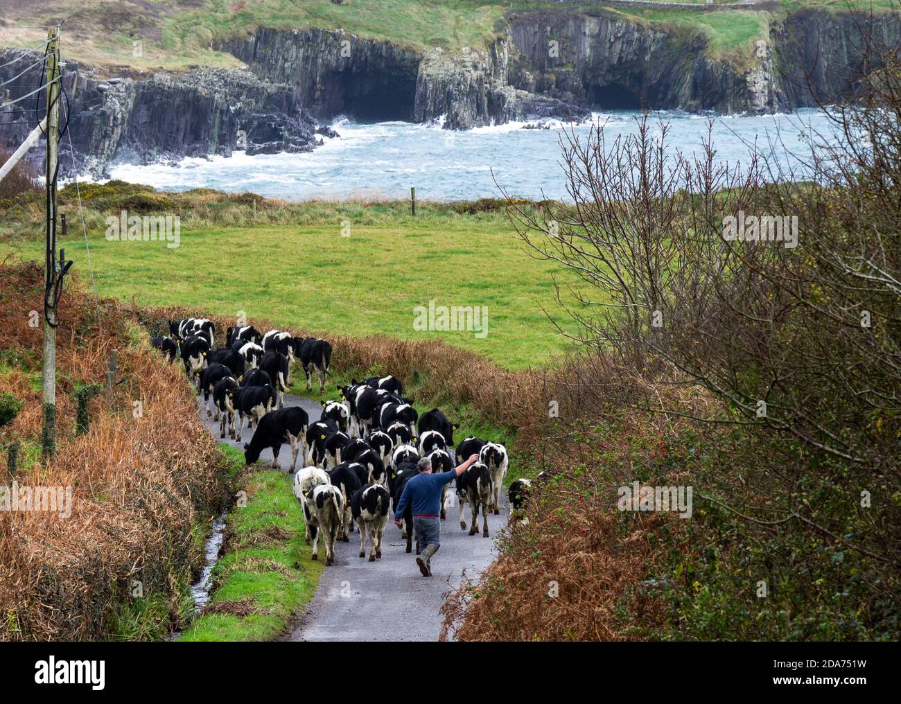 Farmer driving or herding cattle along coastal country road or rural ...