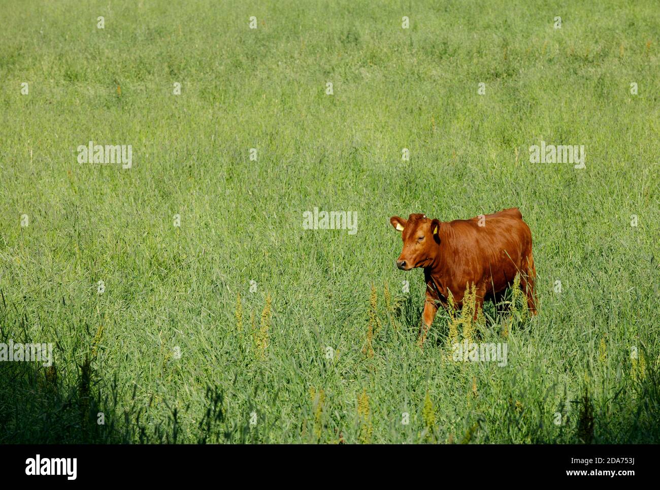 Cattle roaming free hi-res stock photography and images - Alamy