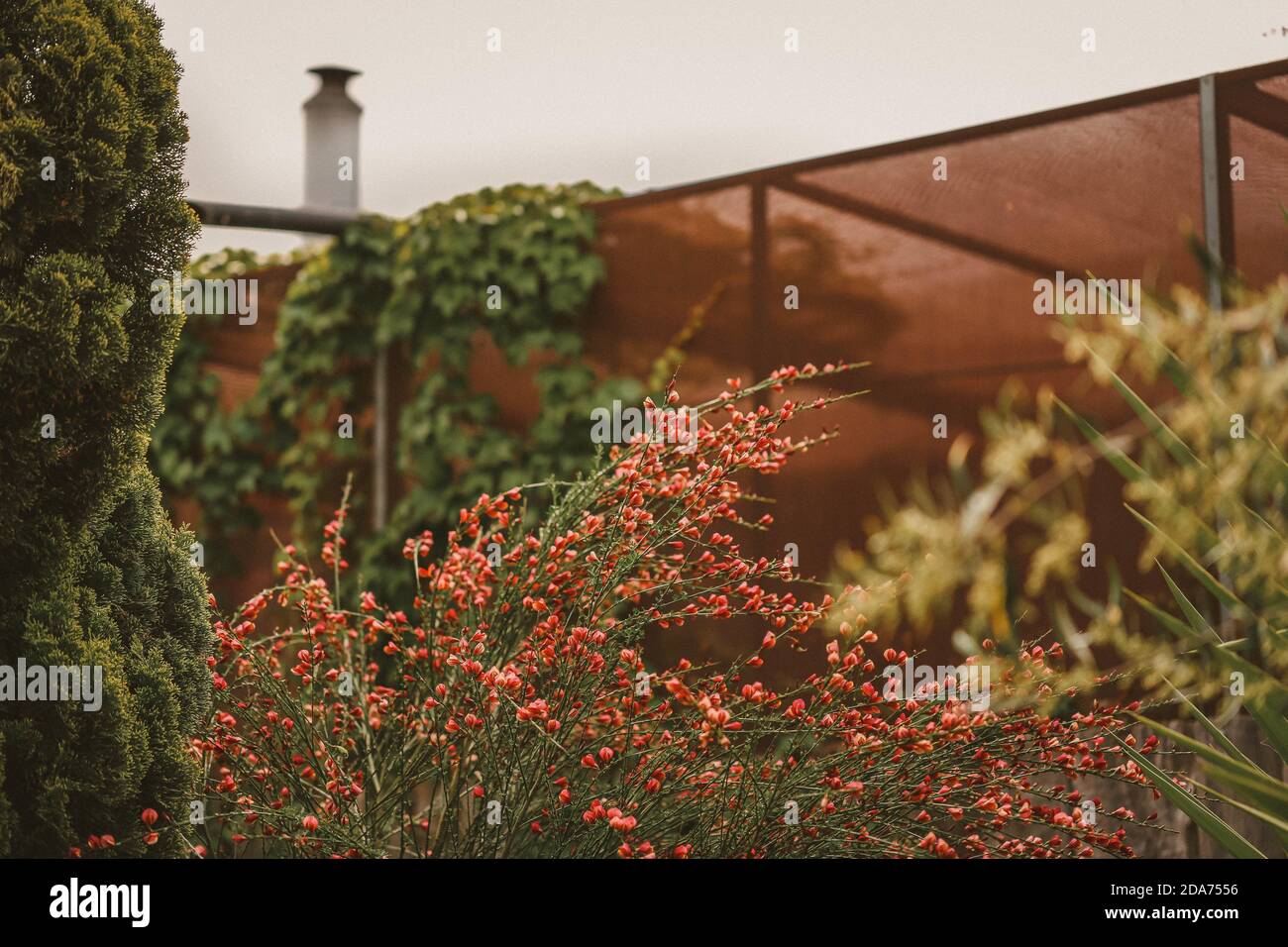 Australian native cottage garden plant with pink flowers Stock Photo ...
