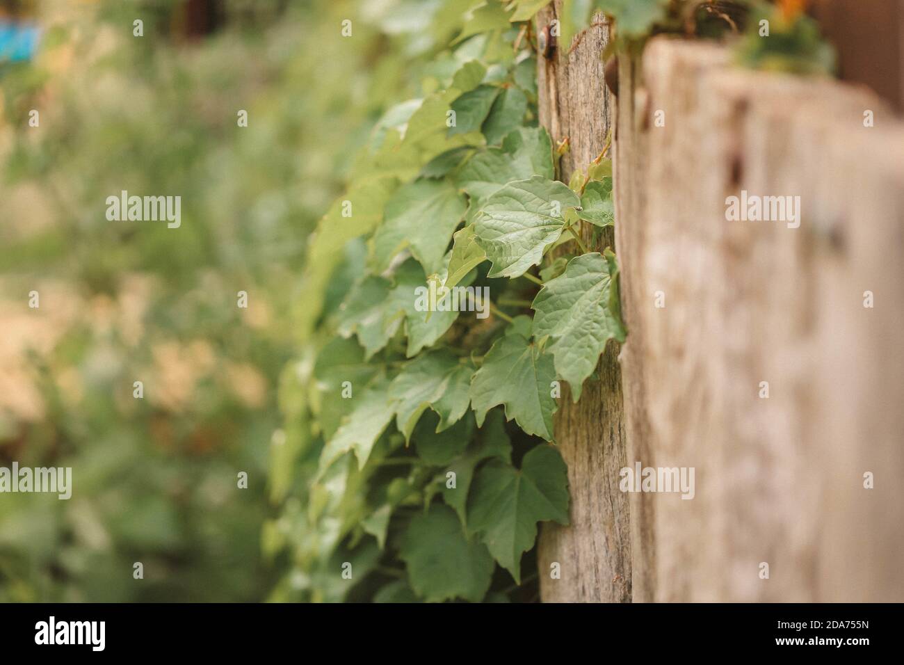 Boston Ivy creeper plant growing over rustic wood fence Stock Photo - Alamy