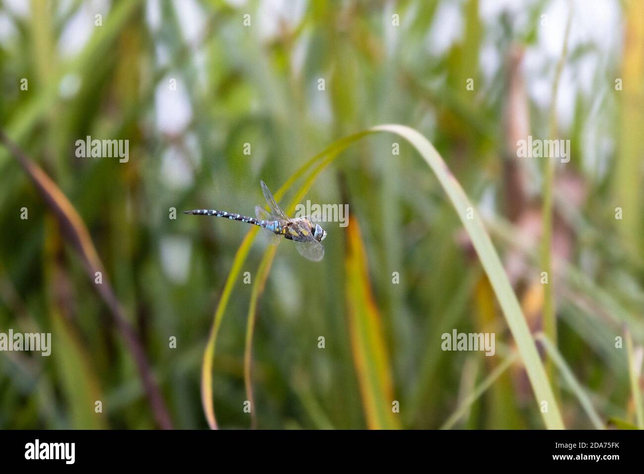 Transparent flight hi-res stock photography and images - Alamy
