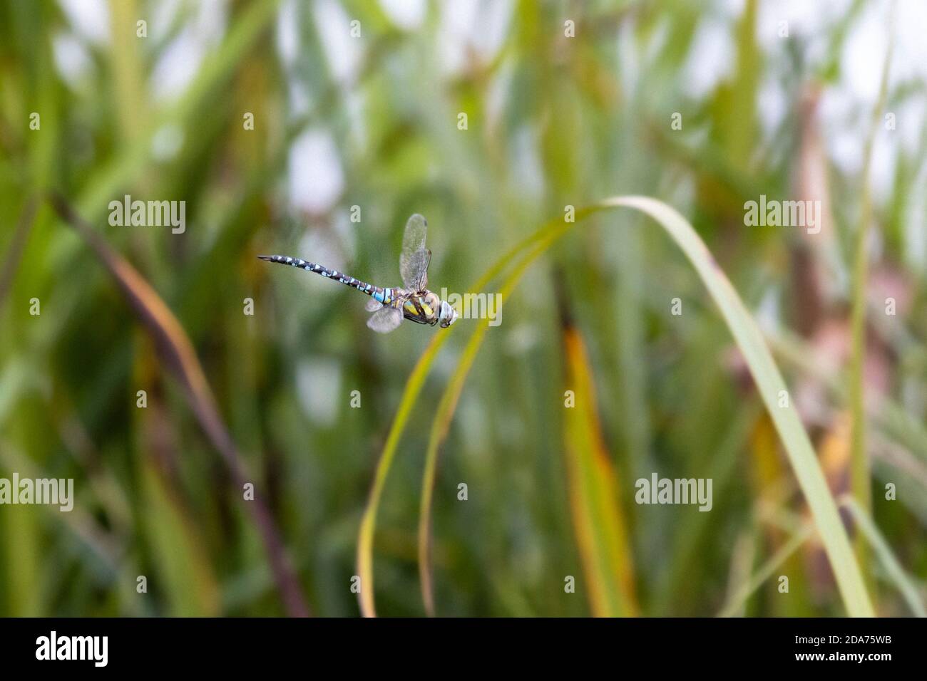 Migrant Hawker dragonfly in flight Stock Photo - Alamy