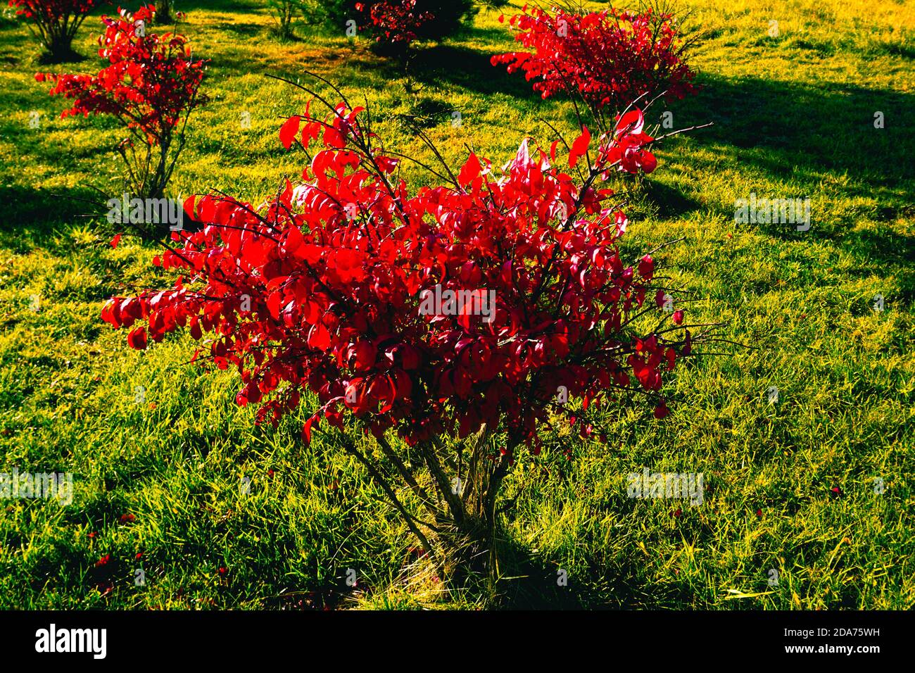 Red leaf trees hi-res stock photography and images - Alamy
