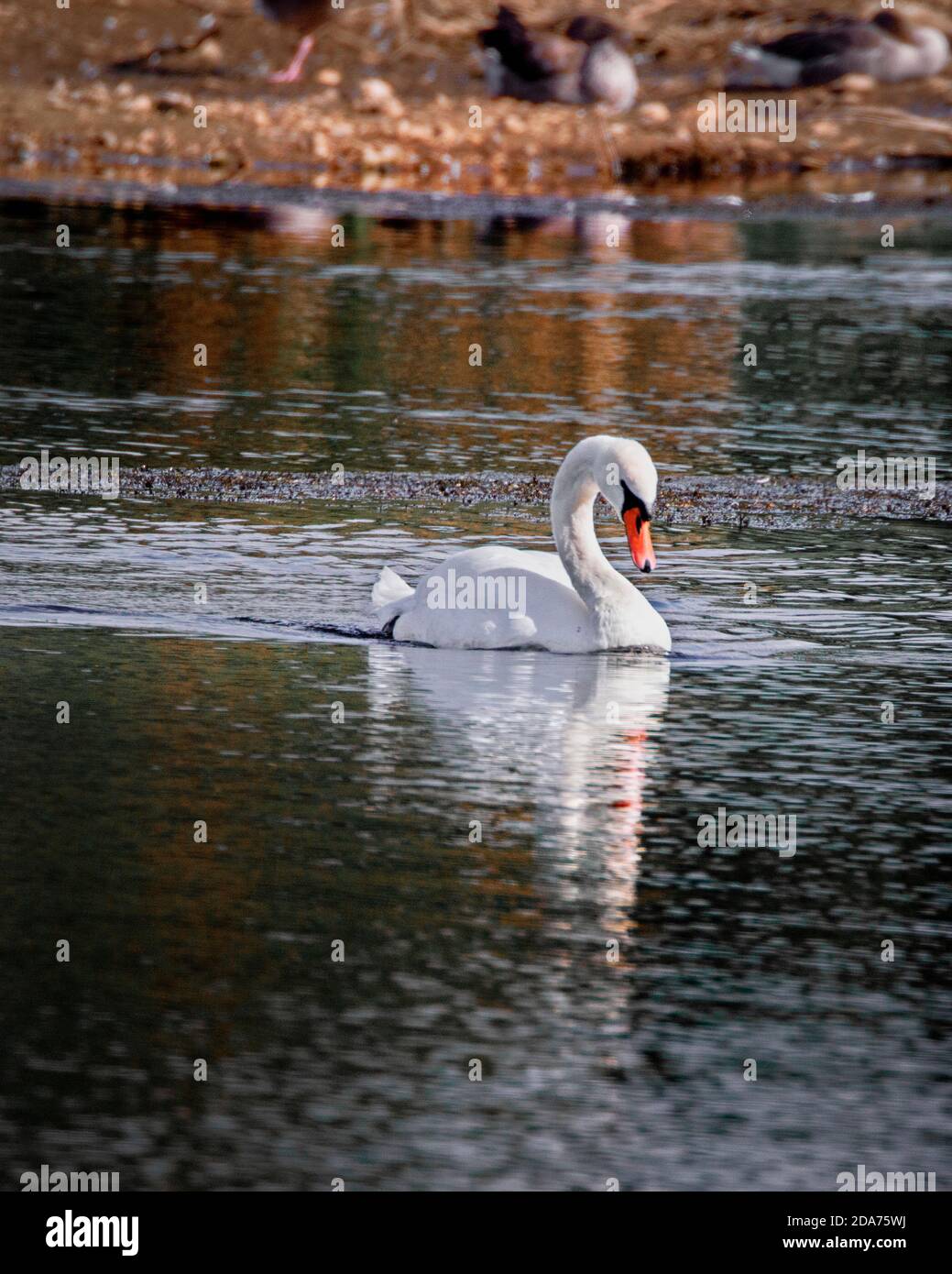 Swan vertical photo hi-res stock photography and images - Alamy