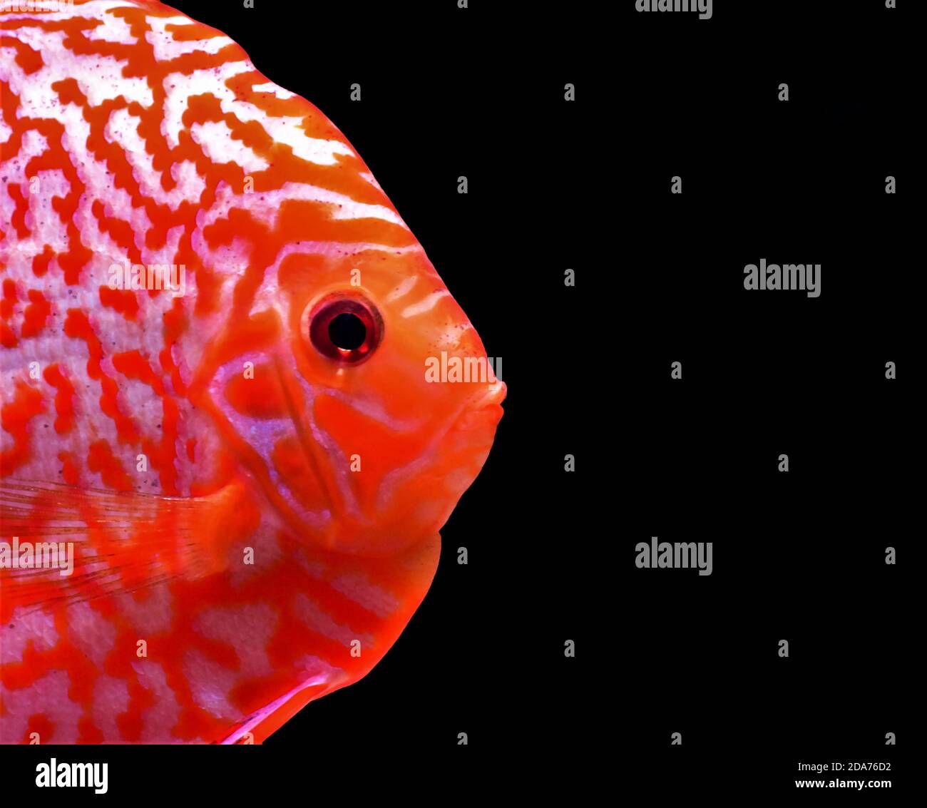 Stardust Discus fish - (Symphysodon aequifasciatus Stock Photo - Alamy