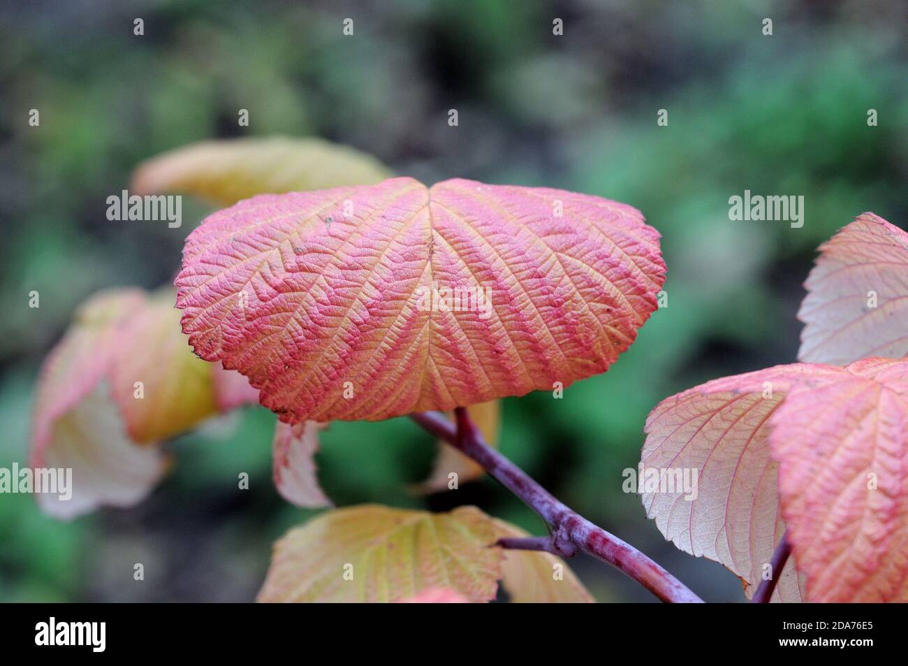 Pink raspberry leaves in the autumn garden Stock Photo - Alamy