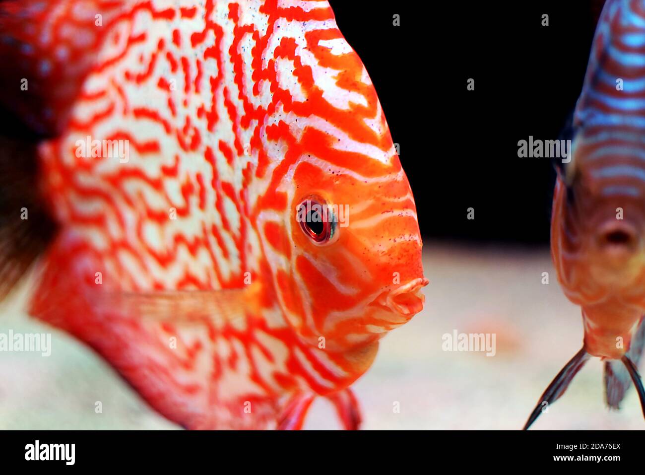 Stardust Discus fish - (Symphysodon aequifasciatus Stock Photo - Alamy