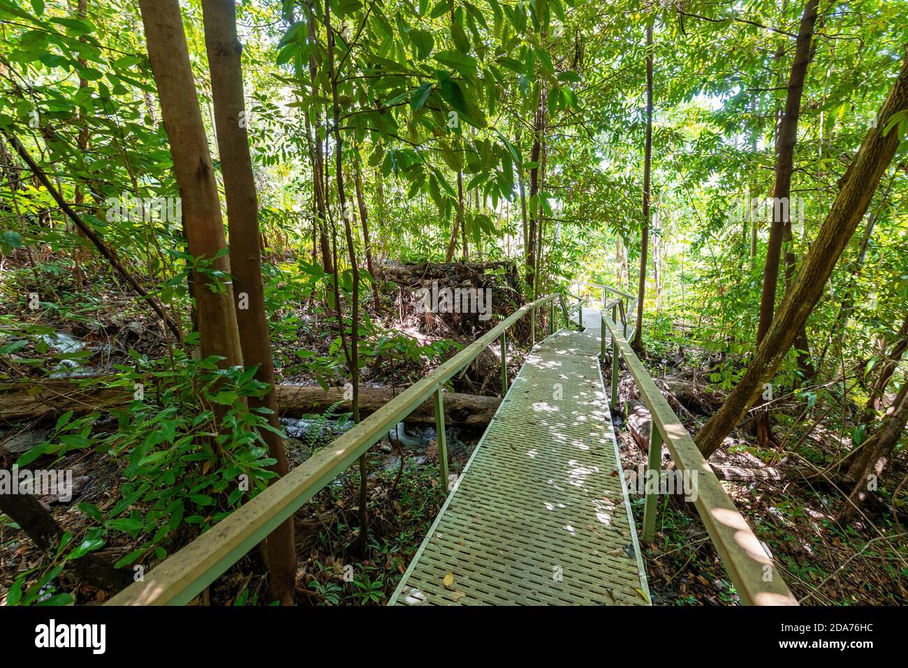 Monsoon forest hi-res stock photography and images - Alamy