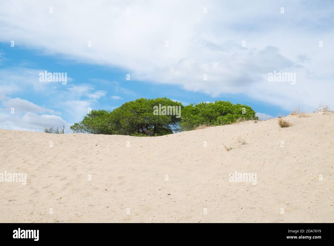 Beautiful tropical landscape beach with green shrub trees Stock Photo ...