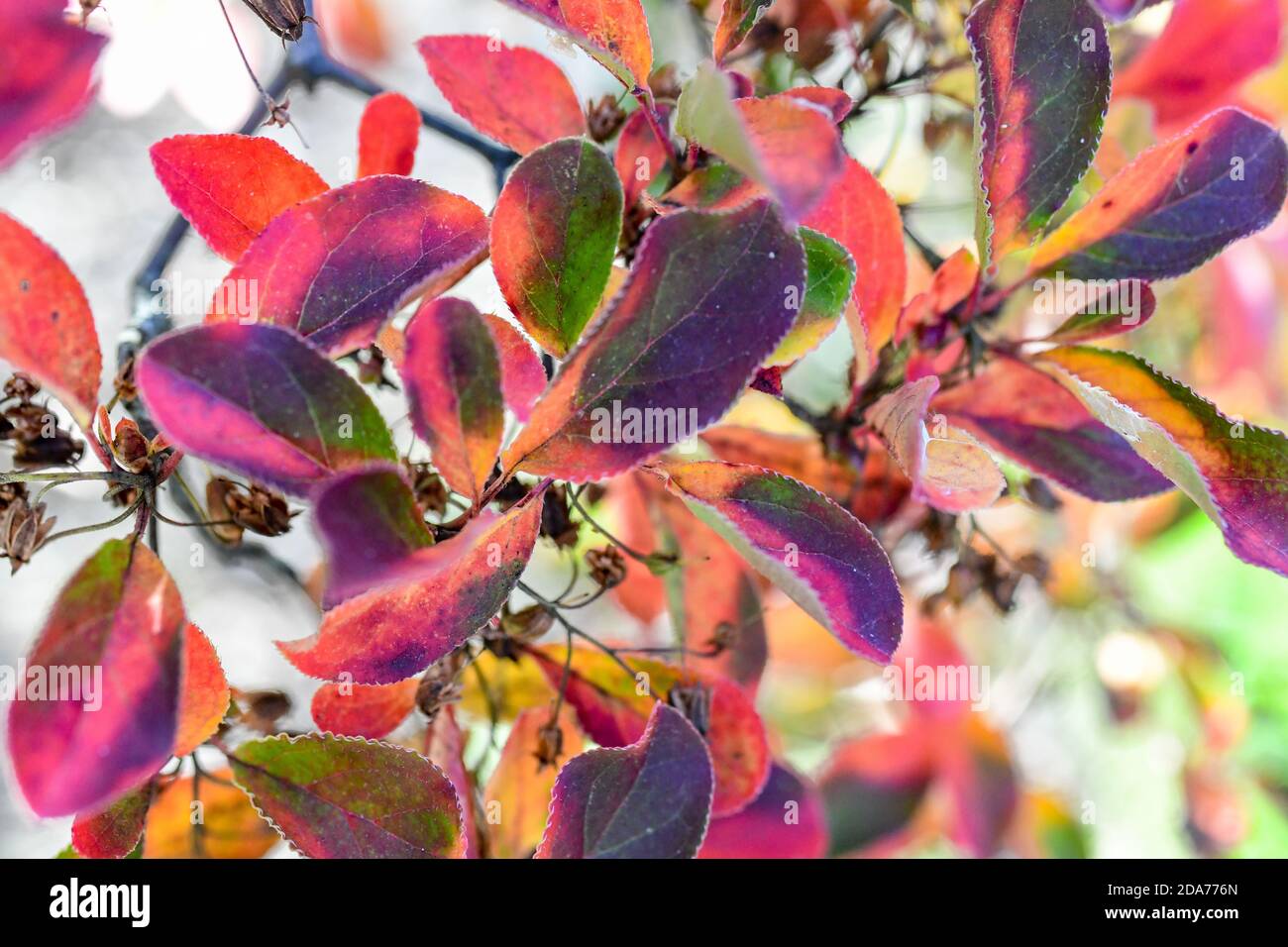 multicolored leaves - fall foliage - red leaves on bush - multi-colored ...