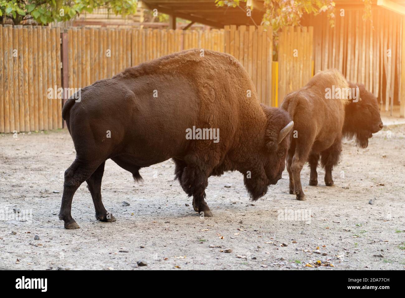 Two majestic bison stand in enclosure against backdrop of wooden fence ...