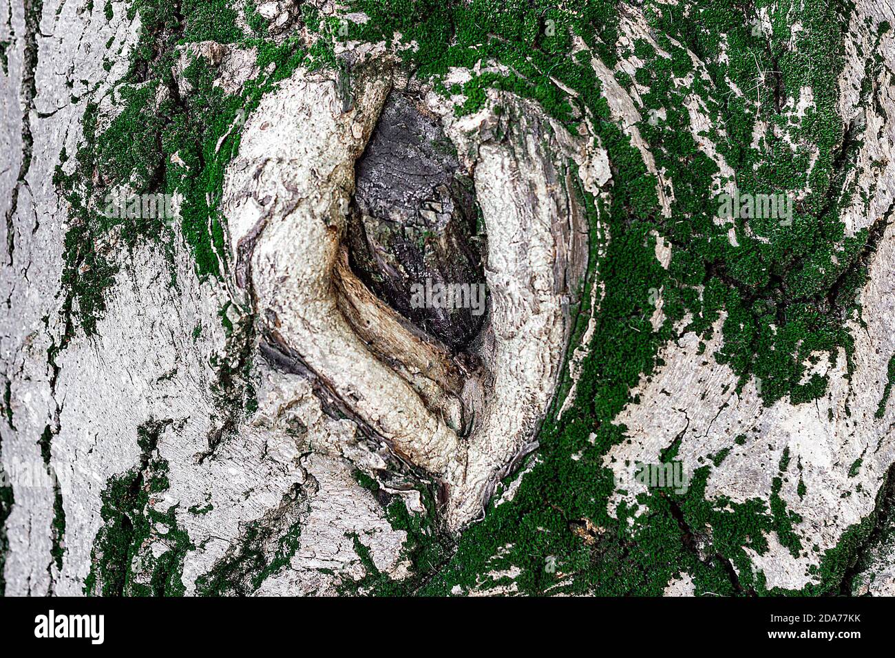Huge excrescence on Walnut tree trunk. Sick diseased forest tree Stock ...