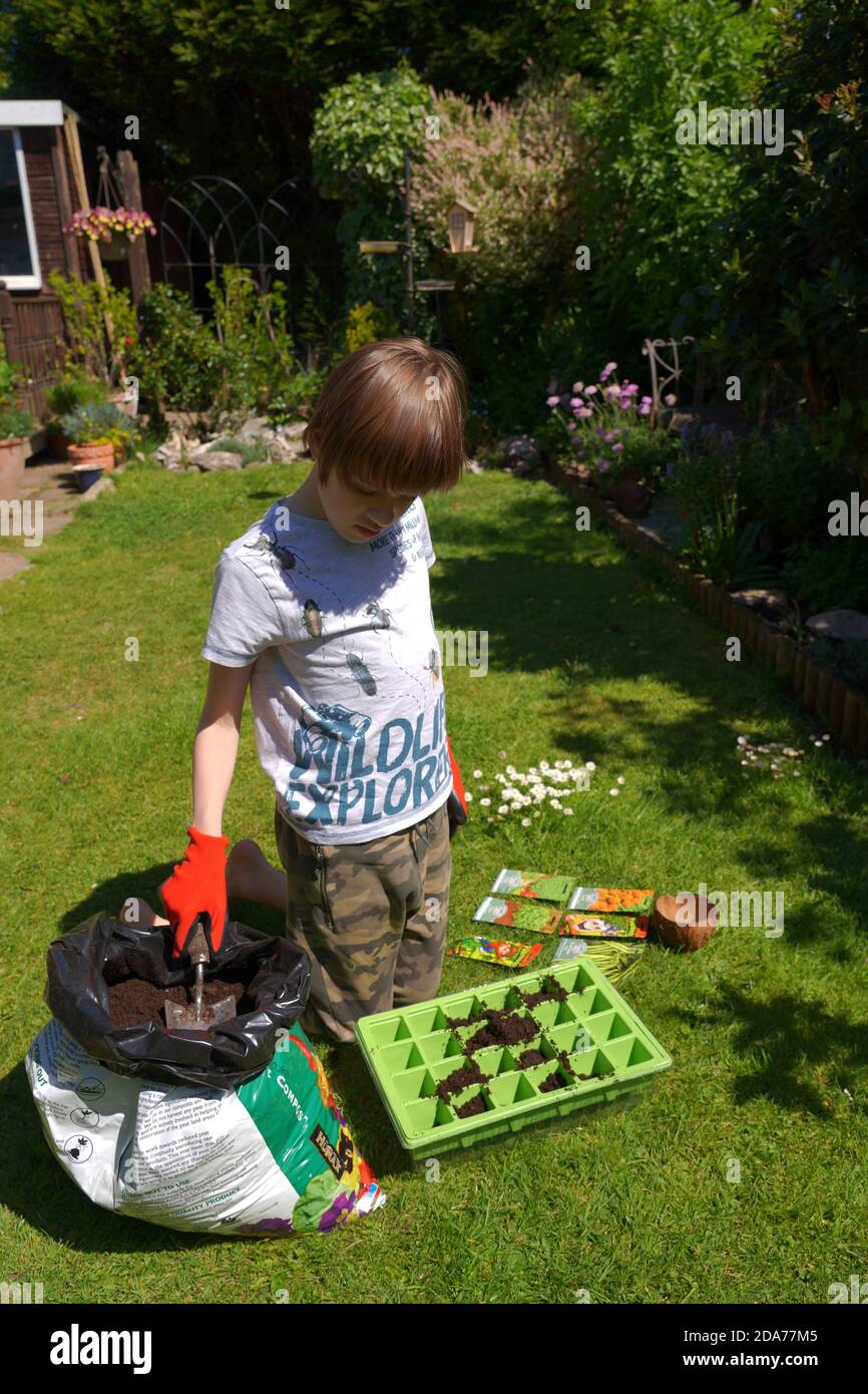 A boy gardening, planting seeds Stock Photo - Alamy