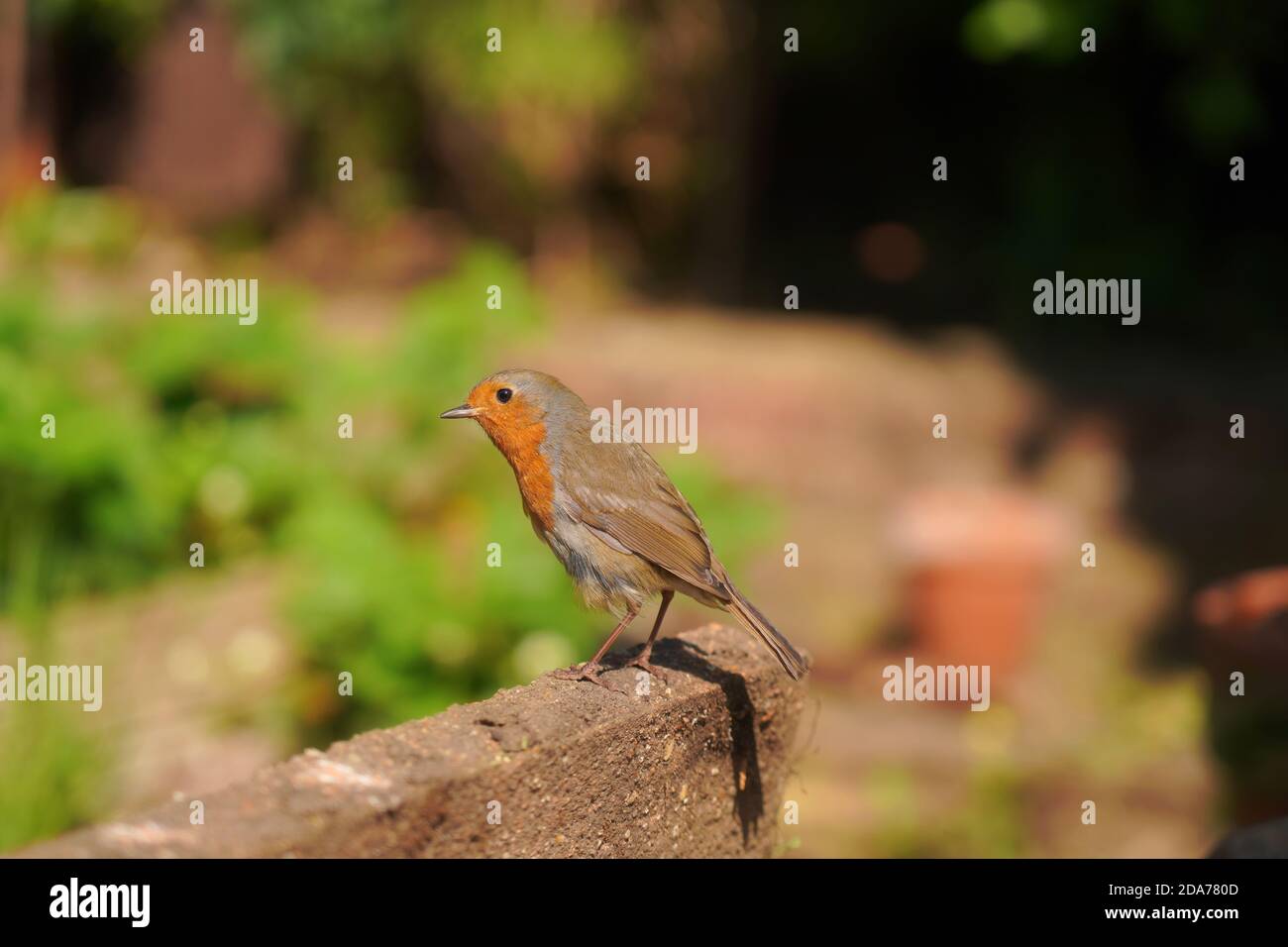 Close up of a robin (Erithacus rubecula Stock Photo - Alamy