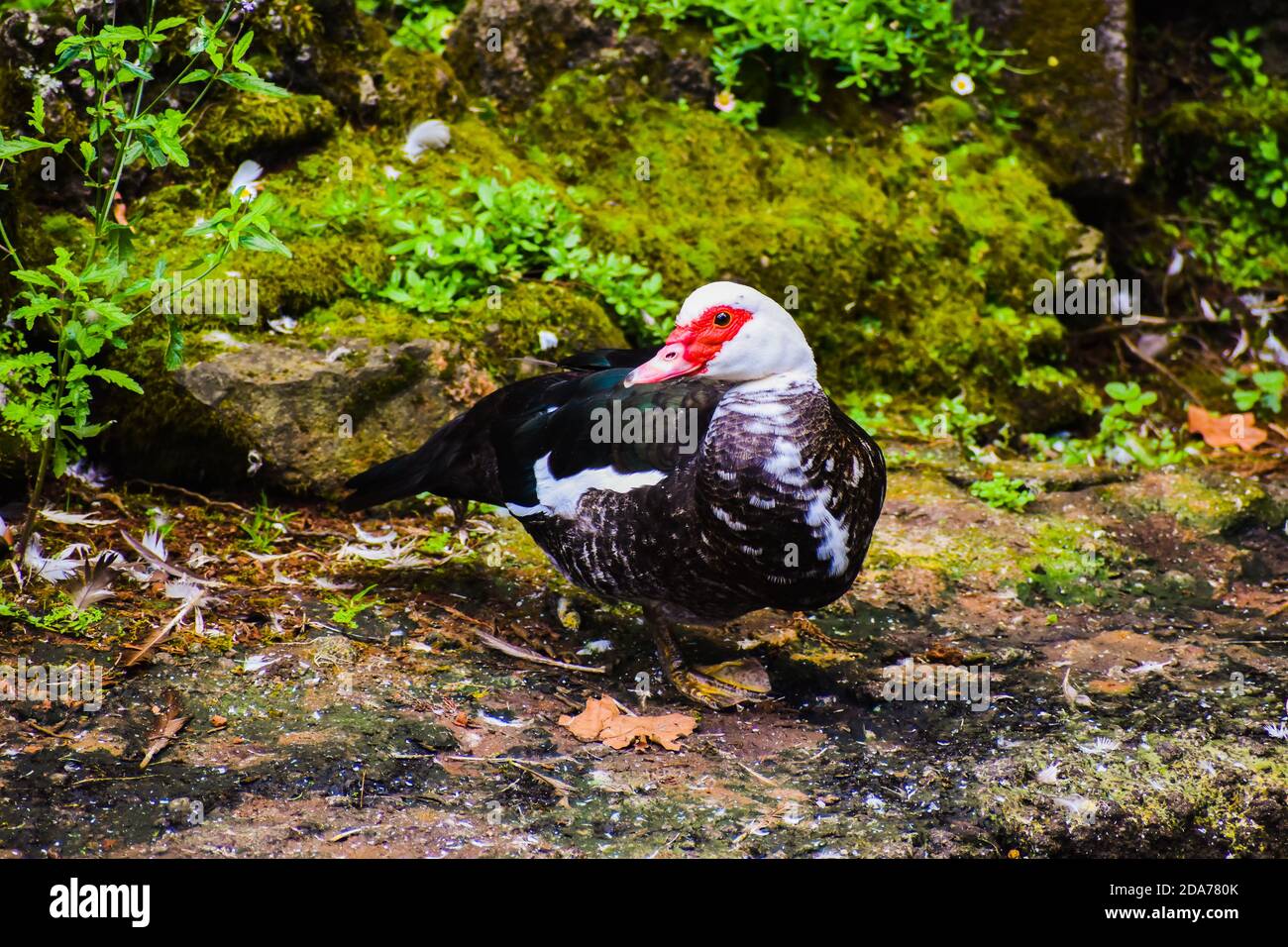 Wild bird azores hi-res stock photography and images - Alamy