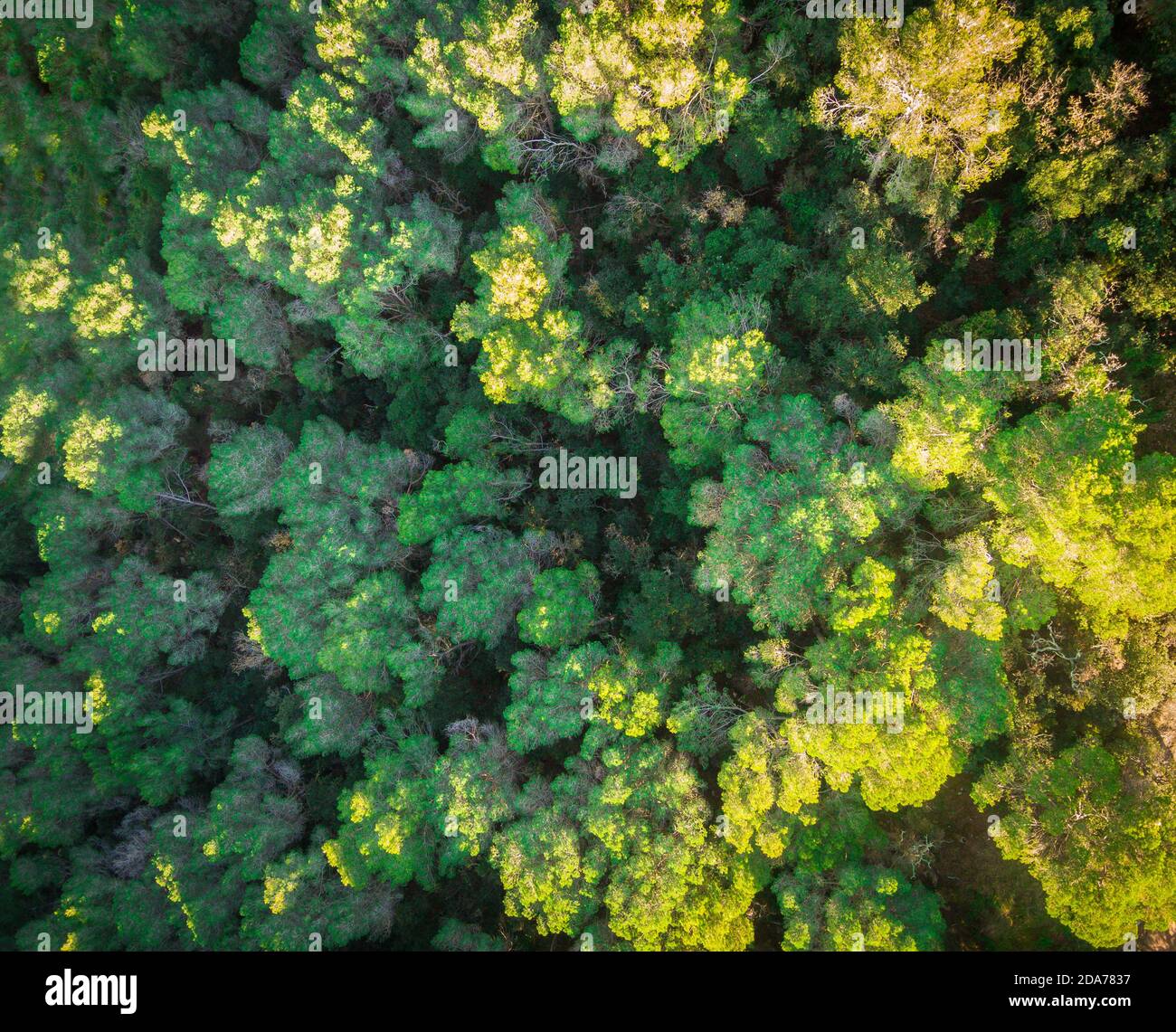Aerial view of a Mediterranean forestin the evening Stock Photo - Alamy