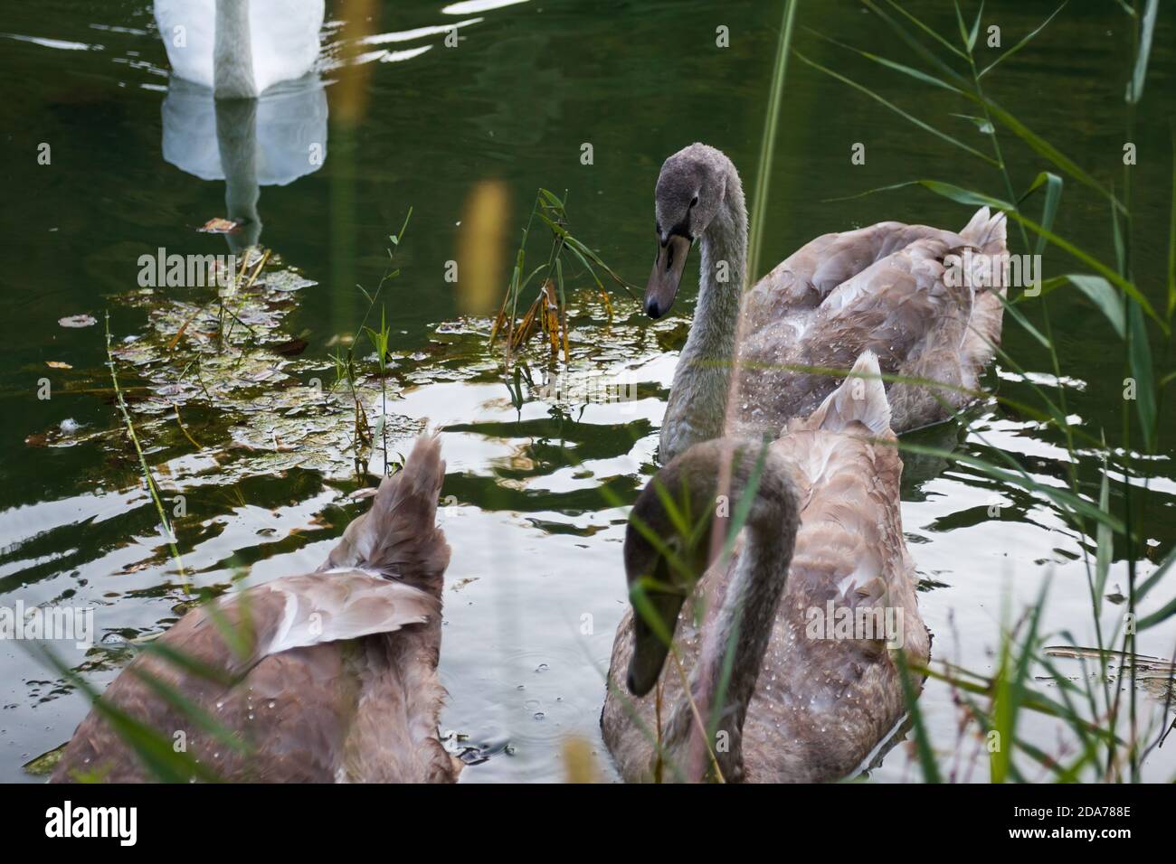 Baby swans on a lake shore in nature Stock Photo - Alamy