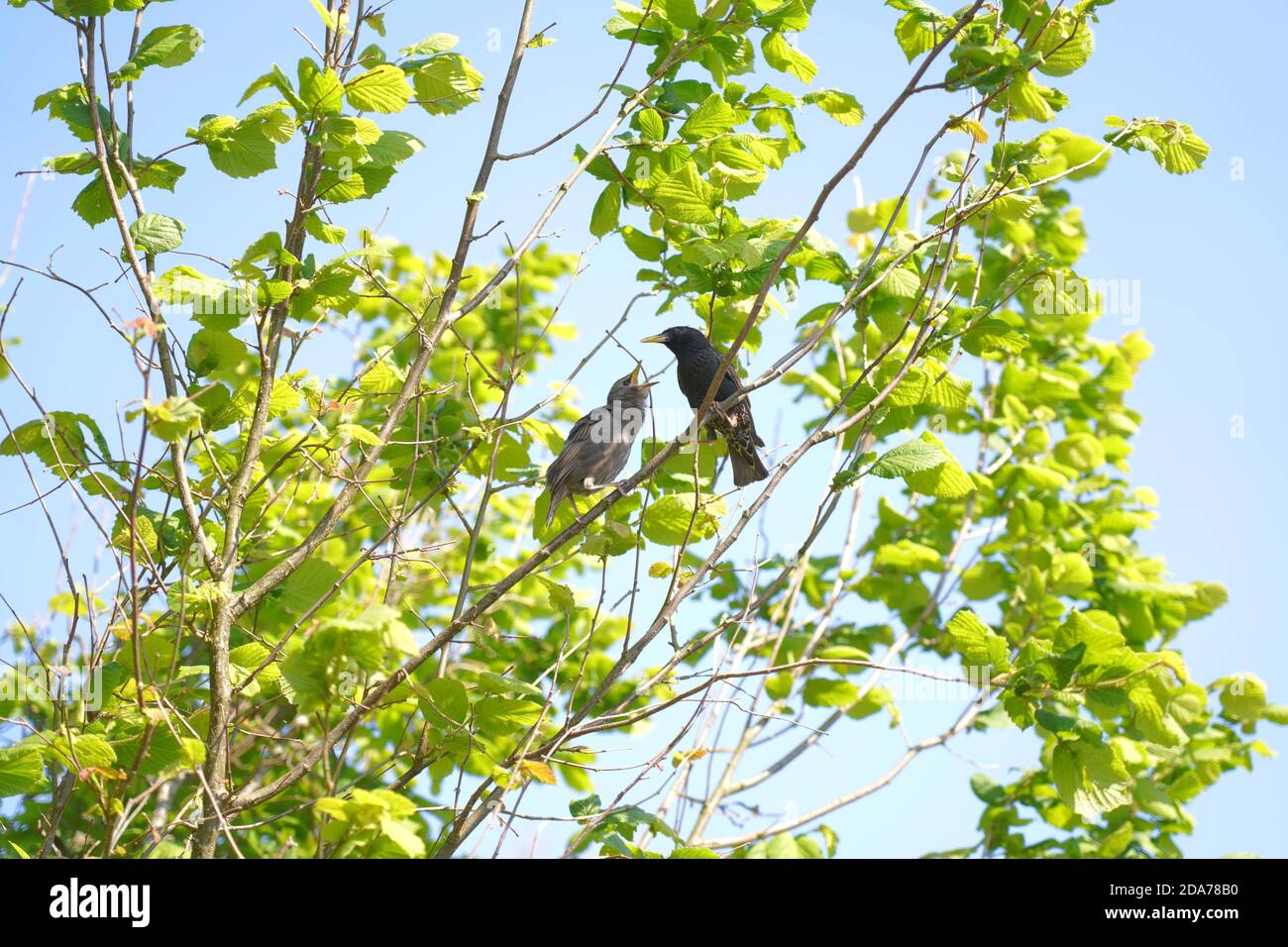 Adult starling feeding fledgling hi-res stock photography and images ...