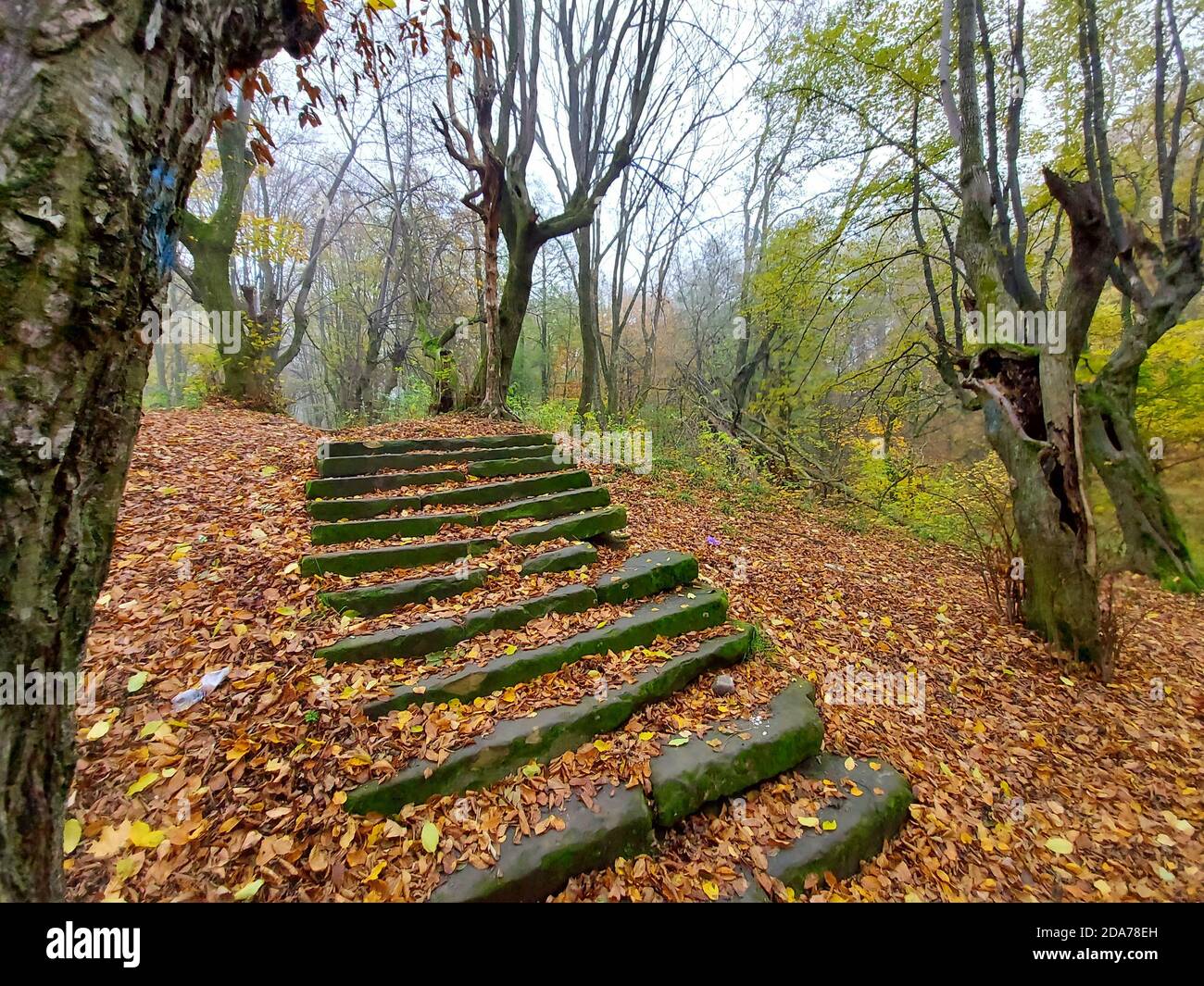 Moss covered steps hi-res stock photography and images - Alamy