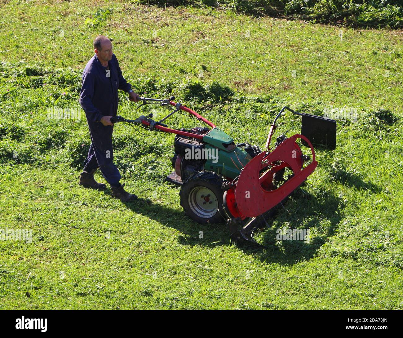 Local dairy farmer using petrol driven walk behind mower to harvest ...