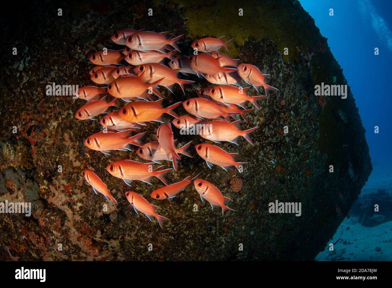 Blackbar soldierfish (Myripristis jacobus) on the Lucy's barge divsite ...