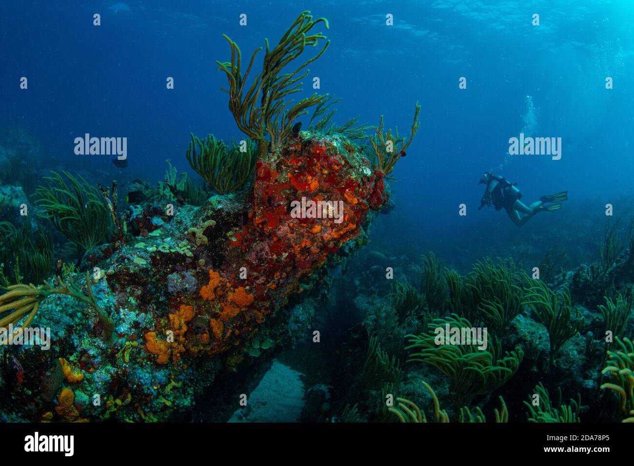Woman diver on the Maze dive site off the island of St Martin, Dutch ...