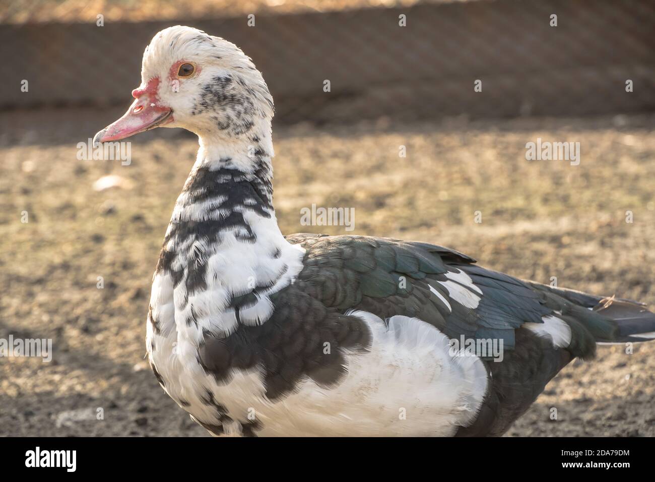 Indoda hi-res stock photography and images - Alamy