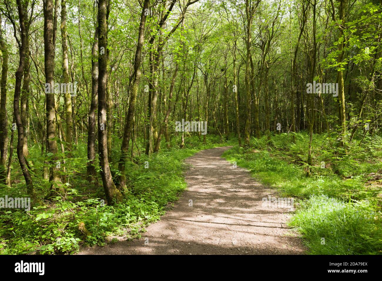 Harptree hi-res stock photography and images - Alamy