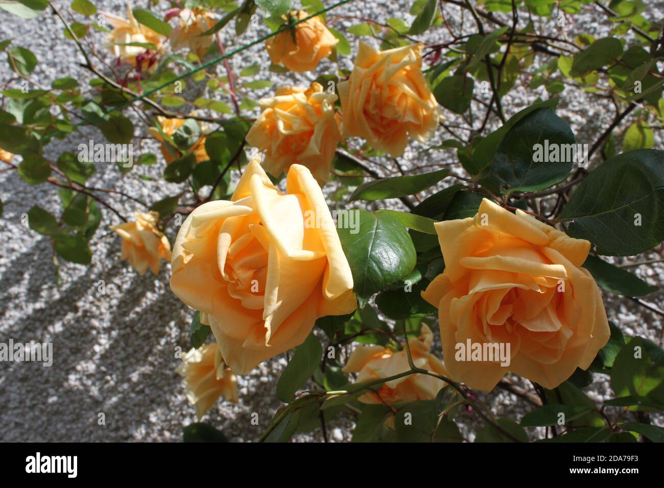 Roses garden climbing hi-res stock photography and images - Alamy