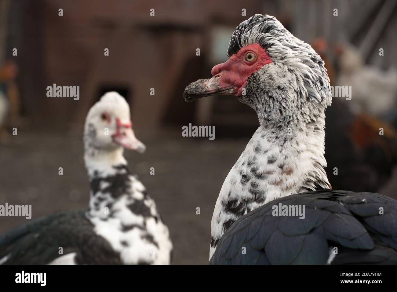 The male duck with the female close-up. Indo-duck Drake and duck ...
