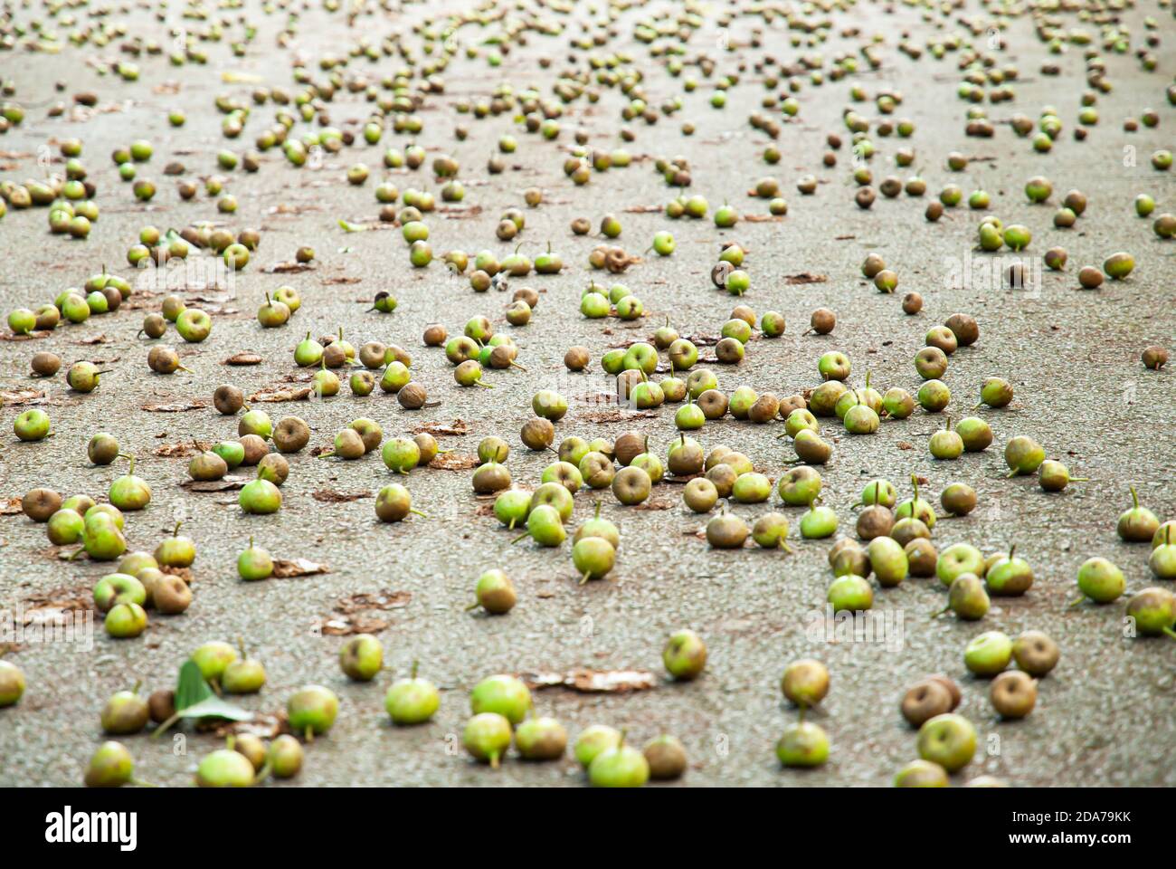 Lots of fresh fig fruits on the asphalt road in a national park, fallen ...